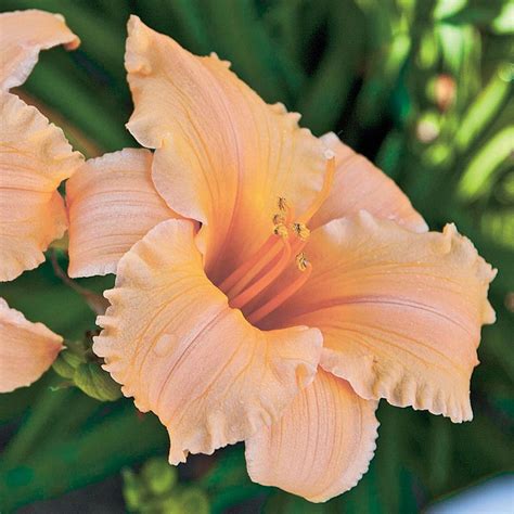 Apricot Sparkles Daylily Shop Hemerocallis Plantsrose