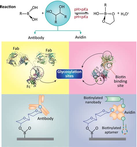 Biotin Functionalized Nanoparticles An Overview Of Recent Trends In Cancer Detection