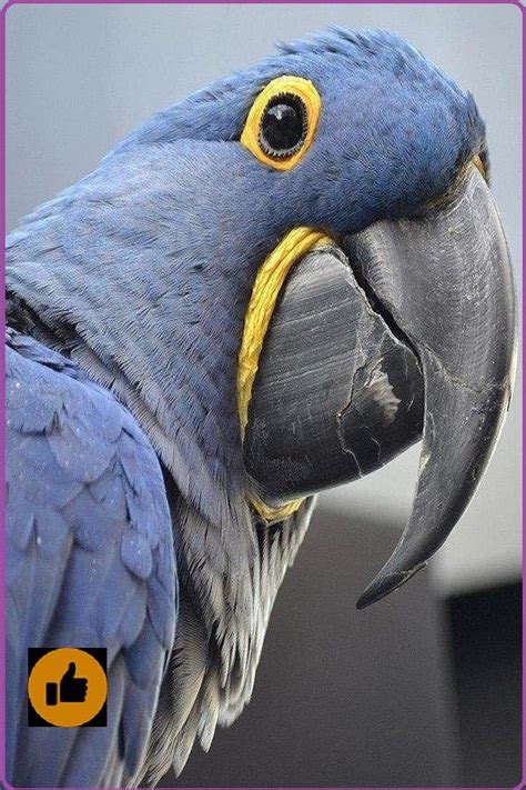 Голубой ара | Pet birds, Bird species, Parrot