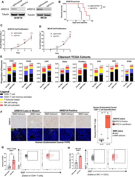 Arid1a Suppresses R Loop Mediated Sting Type I Interferon Pathway