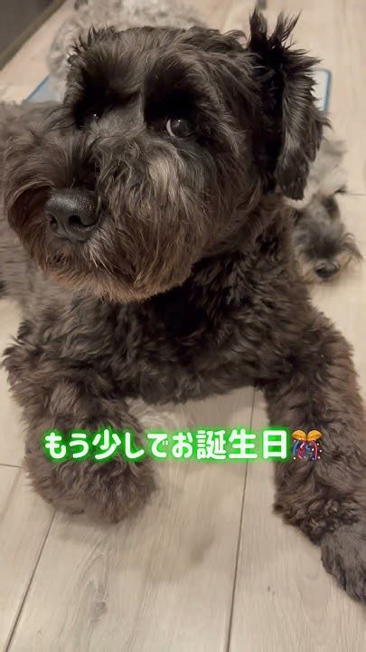 【れおぱおチャンネル】我が家の話題は今月誕生日のぱおくんでいっぱい🐶 愛犬 多頭飼い シュナウザー れおぱおチャンネル Dog