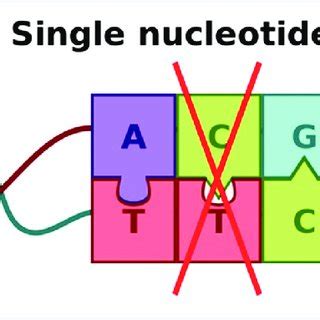 Variations In The Genome Of A Single Base Variants Of A Single Download Scientific Diagram