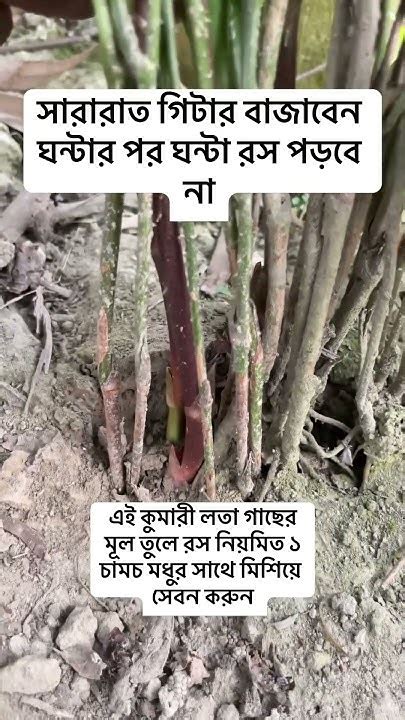 কুমারী লতা গাছ চিনে রাখুন। Youtube