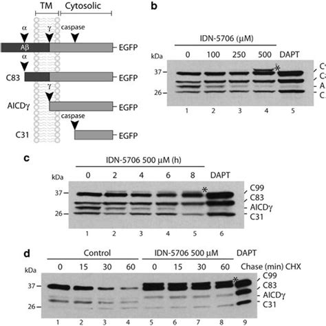 Idn5706 Inhibits C99 Proteolytic Processing By γ Secretase In H4 Download Scientific Diagram