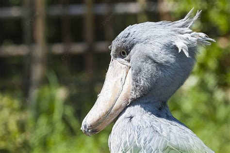 37 Foto Balaeniceps Rex Gambar Dan Background Untuk Unduh Gratis Pngtree