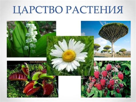 Царства живой природы презентация онлайн
