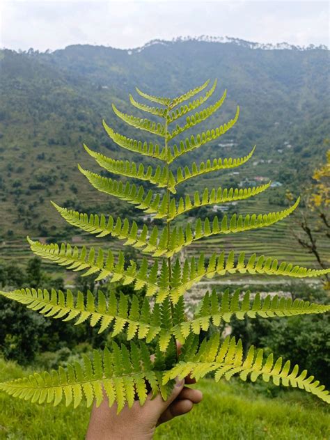 bhupendra singh negi on linkedin uttrakhand devbhoomi nature