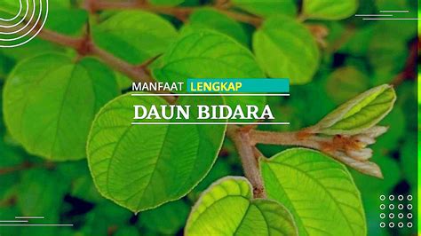 Rahasia Kesehatan Dari Daun Bidara 6 Manfaat Dahsyat Dan Cara Membuatnya