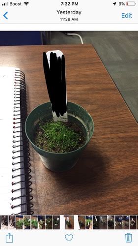 Turf Weeds Quiz 4 And Final Flashcards Quizlet