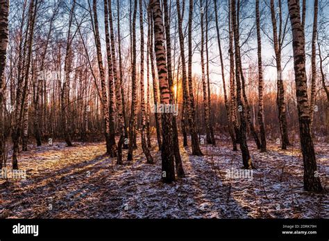sunset or sunrise in a birch grove with the first winter snow on earth