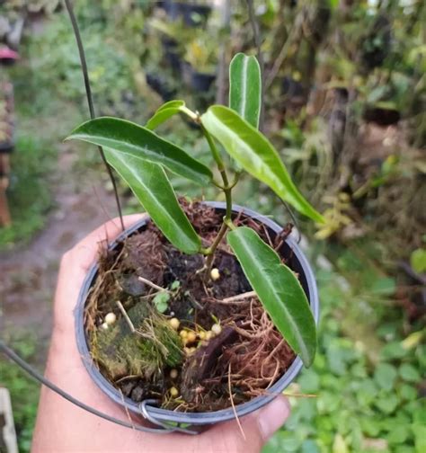 Hoya Chlorantha Aroid Nursery