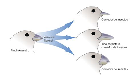 Origen Y Evolucion De Los Seres Vivos Dudas La Seleccion Natural Que