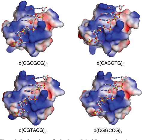Figure 3 From Mit Open Access Articles The Structures Of Non Cg Repeat Z Dnas Co Crystallized