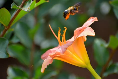 Insect Bumblebee Flower Free Photo On Pixabay Pixabay