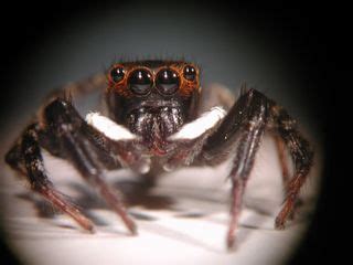 Jumping Spiders Unique Vision Revealed Live Science
