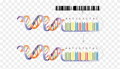 Single Nucleotide Polymorphism Substitution Mutation Single