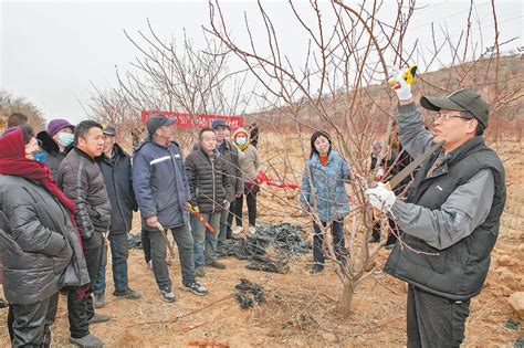 果树修剪图示 果树修剪 第8页 大山谷图库