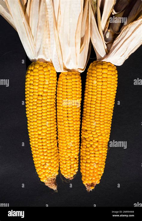 Corn Zea Mays Corn Cob Studio Shot Monochrome Background 3 Dried