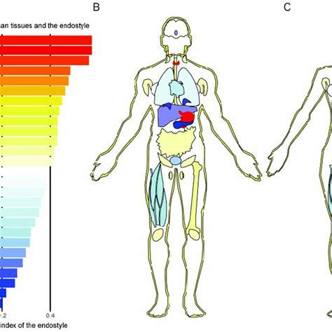 Transcriptional Profile Similarity Between Human Tissue And The