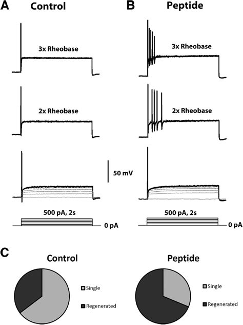 Increase Of Ttx R Excitability In Small Drg Neurons By A 4 Peptide