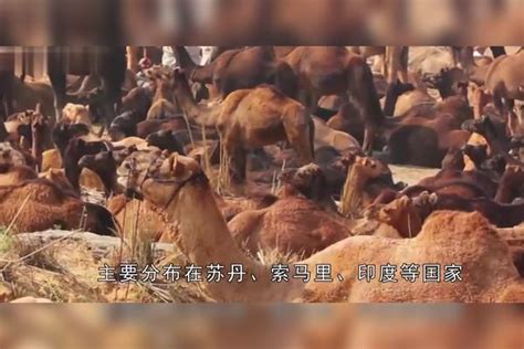 骆驼会吐出一个粉色的“肉球”，那是啥？是它的胃吗？骆驼会粉色