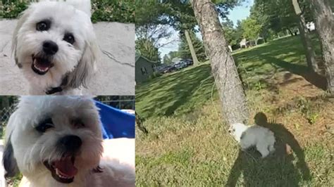 Old Blind Deaf Dog Shot Dead By Cop He Says He Killed It Because He