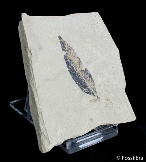 Fossil Willow Leaf From Green River Formation 3103 For Sale