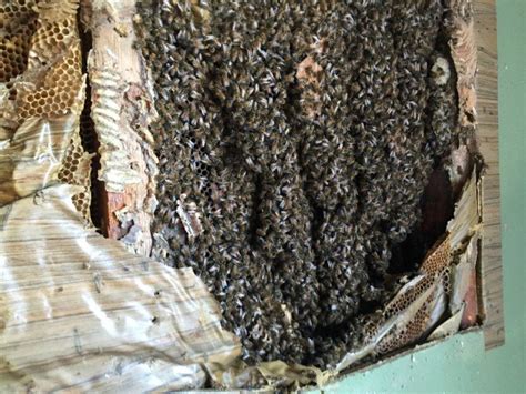 Honey Bee Relocation Abc Bug Guy