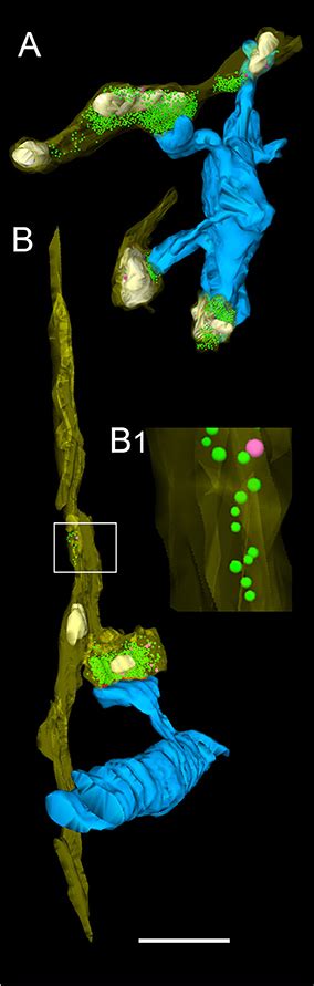 Frontiers Structural Properties Of Synaptic Transmission And Temporal