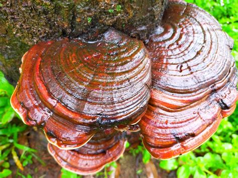 Ganoderma Mushrooms That Grow On Trees That Are Dry And Weathered Stock Image Image Of Flower