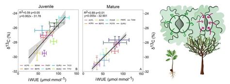 🚰 Water Use Efficiency Wue Is Affected By Multiple Leaf Traits