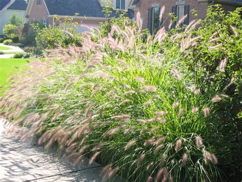 Grasses T Borth Design