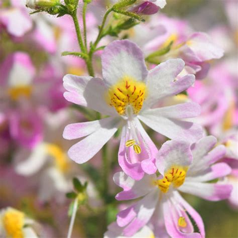 Schizanthus Pinnatus And Poormans Orchid Seeds Heyou Seeds