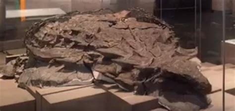 World S Best Preserved Armored Dinosaur Fossil On Display In Canada