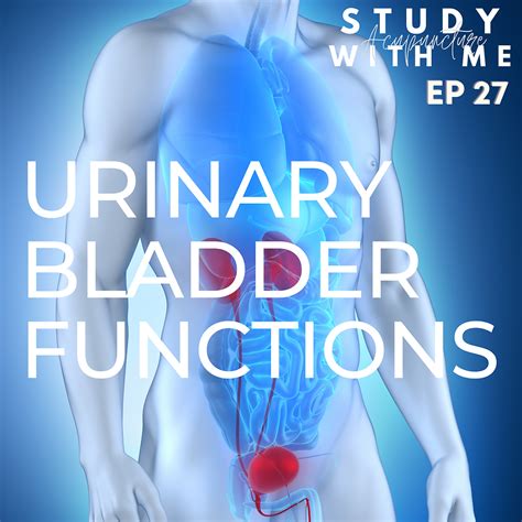 27 Urinary Bladder Functions