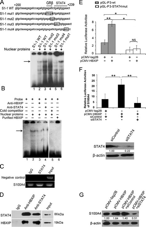 Hbxip Activates S100a4 Via Binding Stat4 Involving The Stat4 Element In Download Scientific