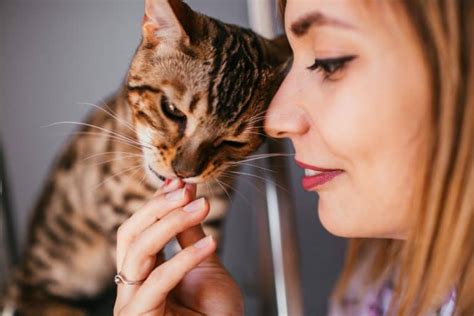 7 Reasons Why Cat Scratches Floor When Drinking Water Bloggingwithconnie