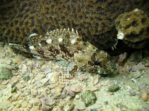 石狗公 114e HK Reef Fish