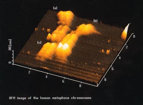Dynamic Mode Afm Dfm Image Displaying The Topography Of Human
