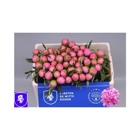 Paeonia Pojeng Jules Elie 50cm Floratrade Lillede Hulgimüük