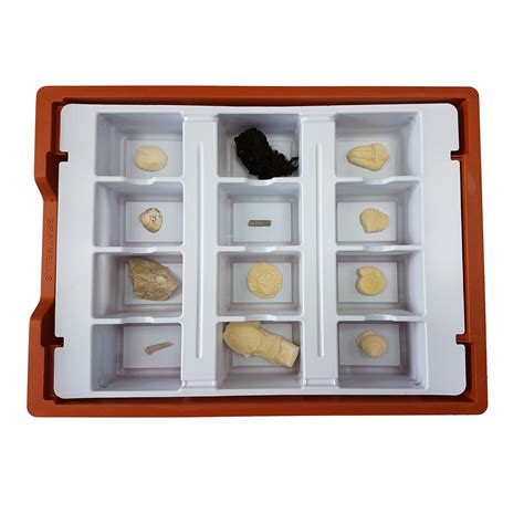 Fossils Collection Rocks And Fossils Tts
