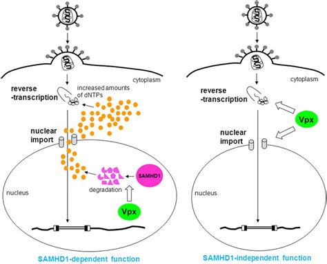 Samhd1 Dependent And Independent Functions Of Vpx In The Former