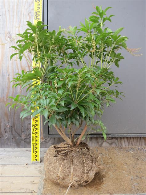 アセビ 馬酔木 桃色品種 販売 画像 写真 価格 値段 庭木 安行 植木 お問い合わせ商品 田中園 SHOP tanakaen jp