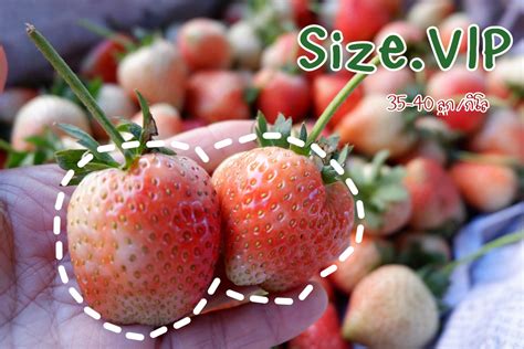 🎉 เซฟตี้ สตรอเบอรี่ จำหน่ายสตรอเบอรี่ดอยบ่อแก้ว เชียงใหม่