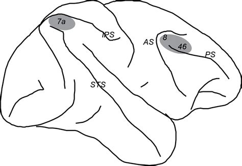Frontiers Comparison Of Neural Activity Related To Working Memory In Primate Dorsolateral