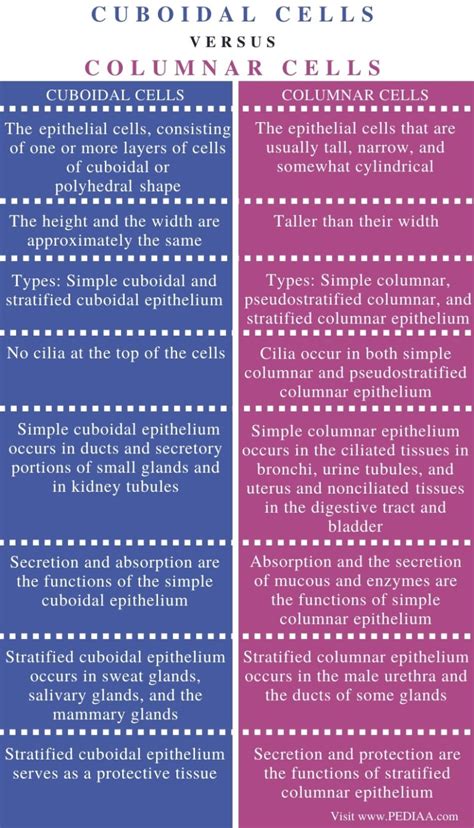 What Is The Difference Between Cuboidal And Columnar Cells Pediaacom
