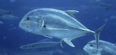 Trevally Spiritual Meaning Symbolism And Totem Explained