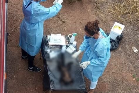 Macaco localizado morto acende sinal de alerta em relação a febre amarela Lance Notícias