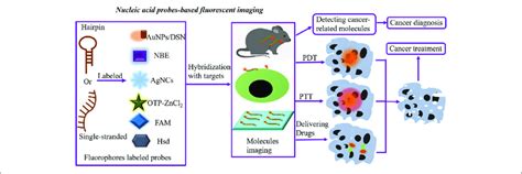 Nucleic Acid Probe Based Fluorescent Imaging Hairpin Or Download Scientific Diagram