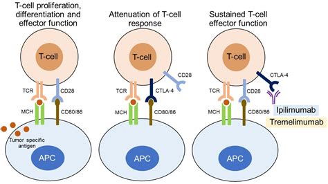 The Role Of Immune Checkpoint Inhibitors In Triple Negative Breast Cancer Recent Developments